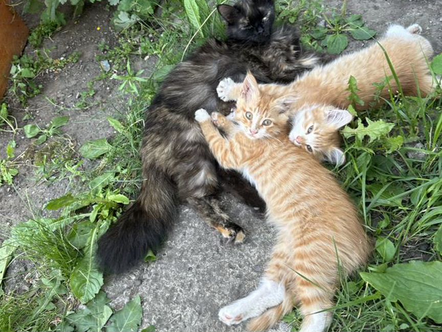 Котики бесплатно в добрые руки самара