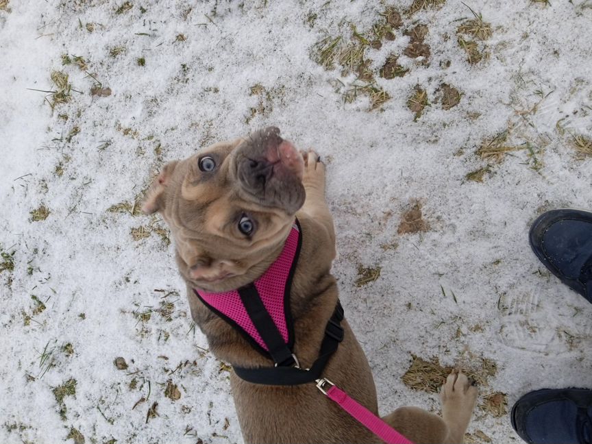 Американский бульдог щенки