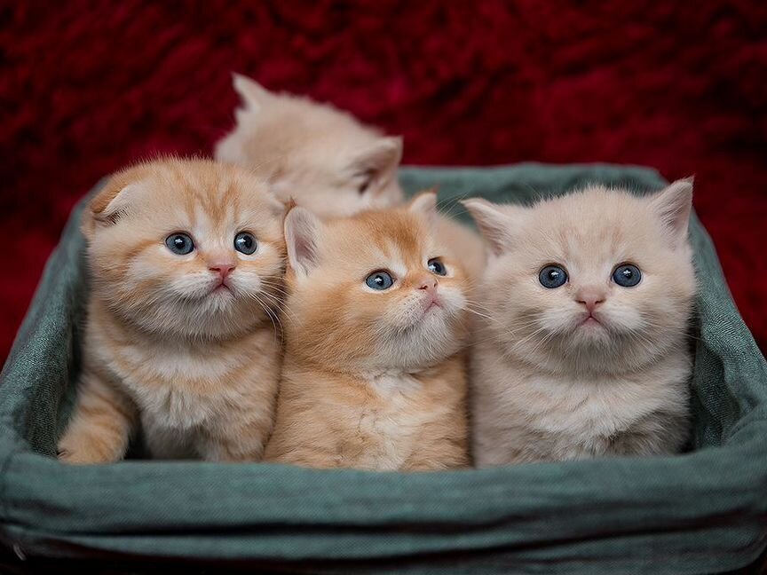 Шотландские плюшевые котята