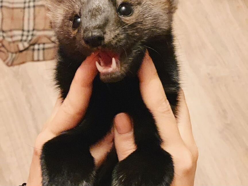 Соболята с доставкой по РФ