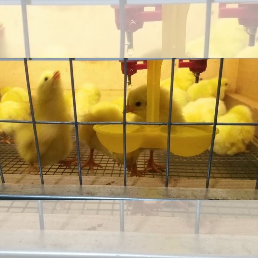 Цыплята бройлеры