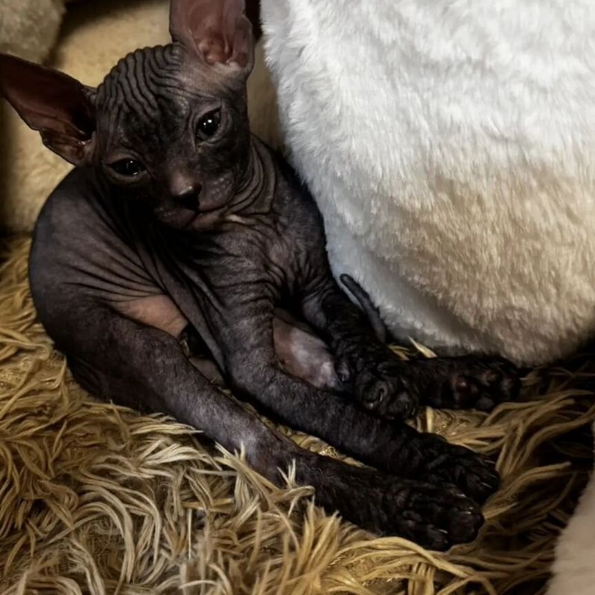 Донской сфинкс котёнок