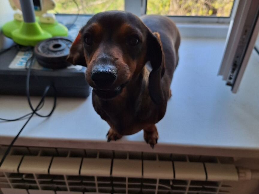 Карликовая такса