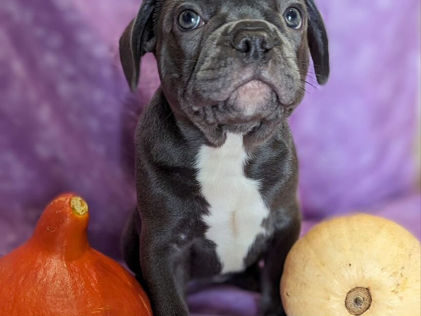 Голубая девочка, щенок французика