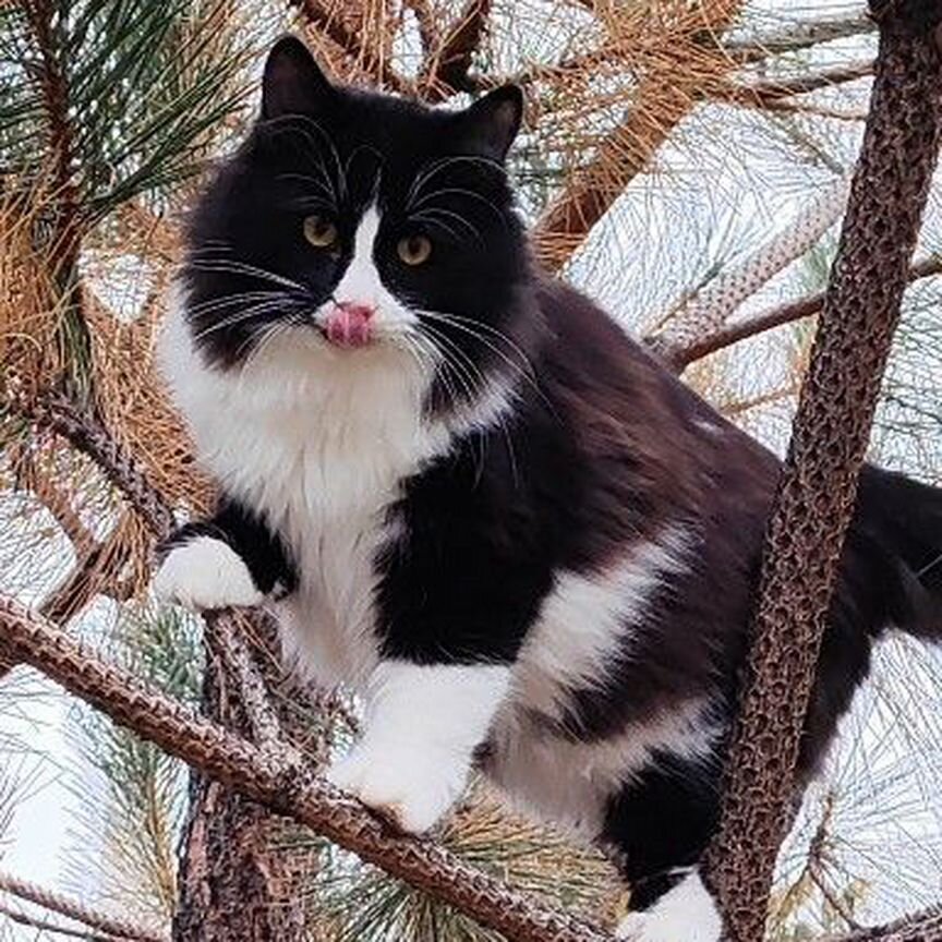 Шикарный ласковый кот