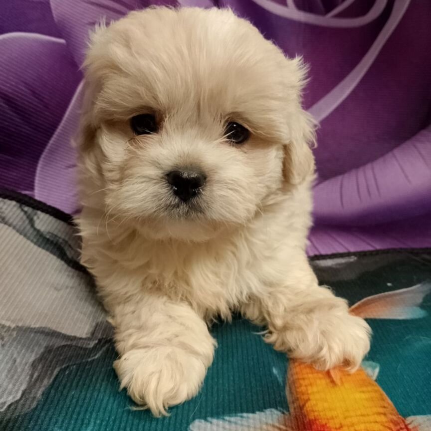 Мальтипу, щенок