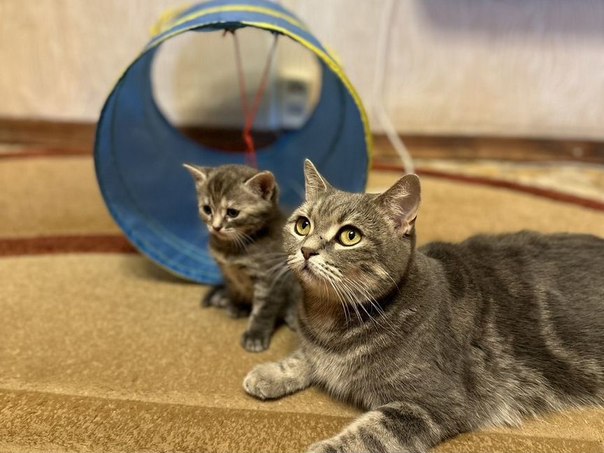 Кошечка ищет хозяина