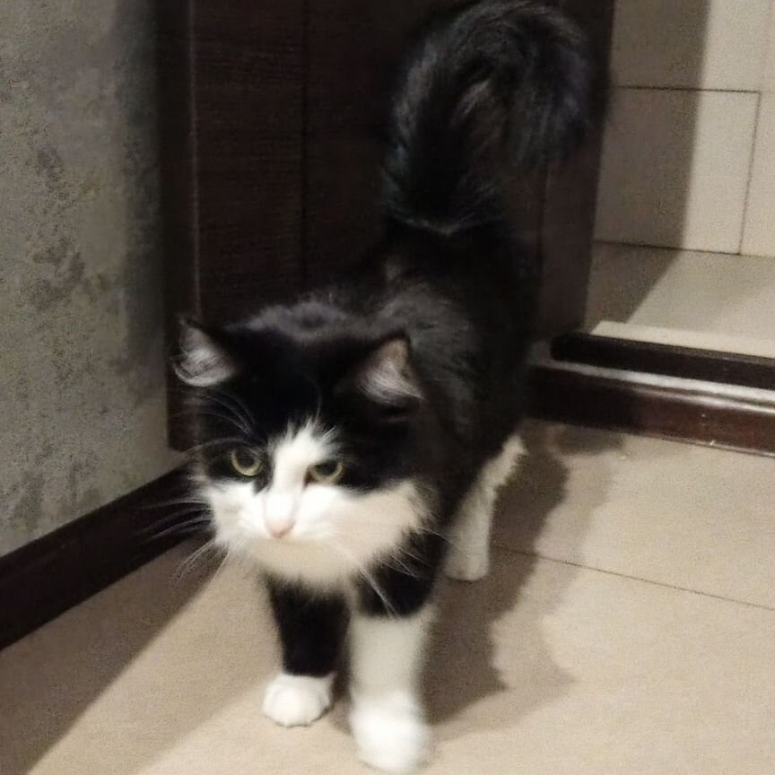 Взрослая, кошка в добрые руки