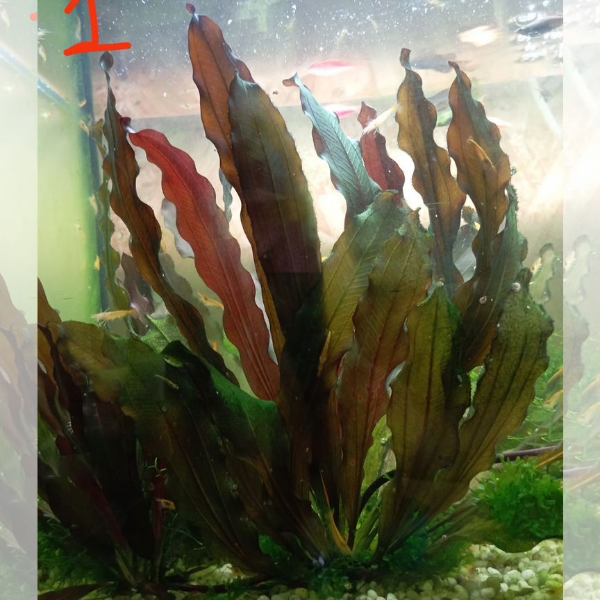 Аквариумные растения