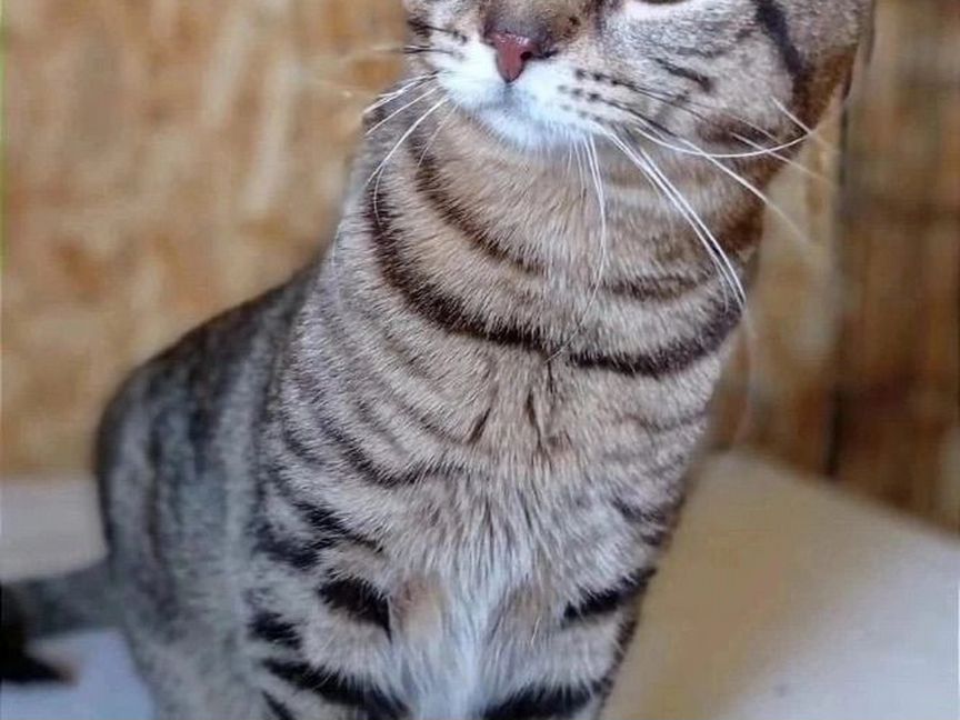 Кот Трофим в добрые руки