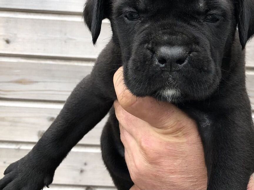 Щенки Итальянский кане корсо