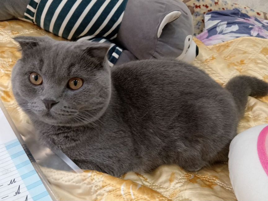 Отдам британца кота