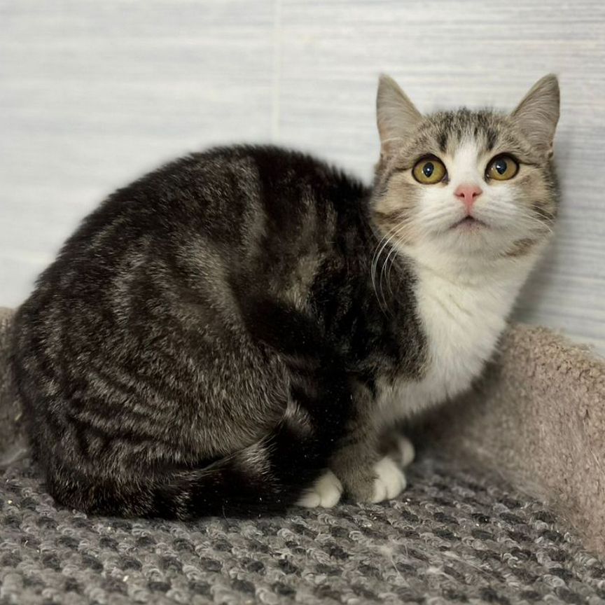 Котенок привитая милота