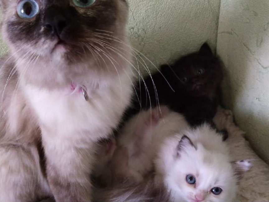 Котята в добрые руки