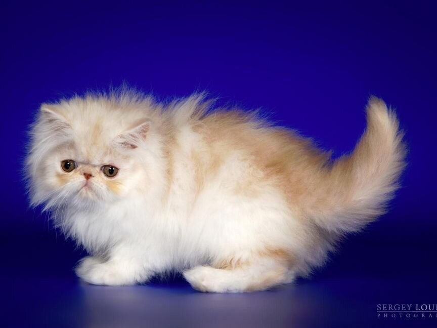 Персидские котята