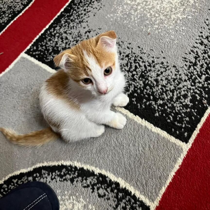 Котята мышеловы