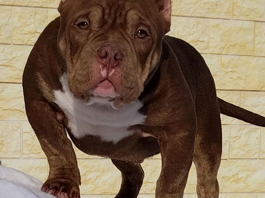 Американский булли Геракл