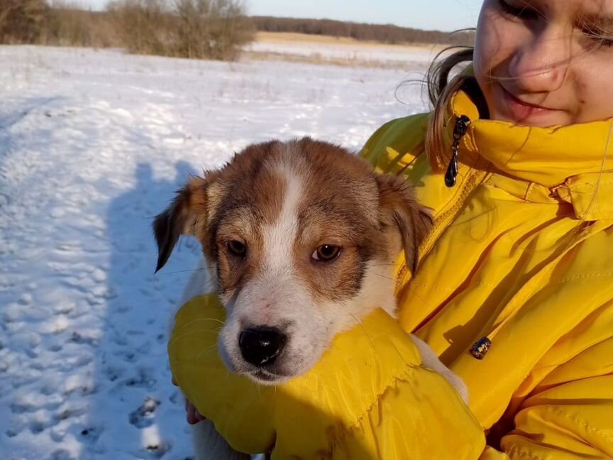 Отдам щенков маленькие ростом - хорошие звоночки