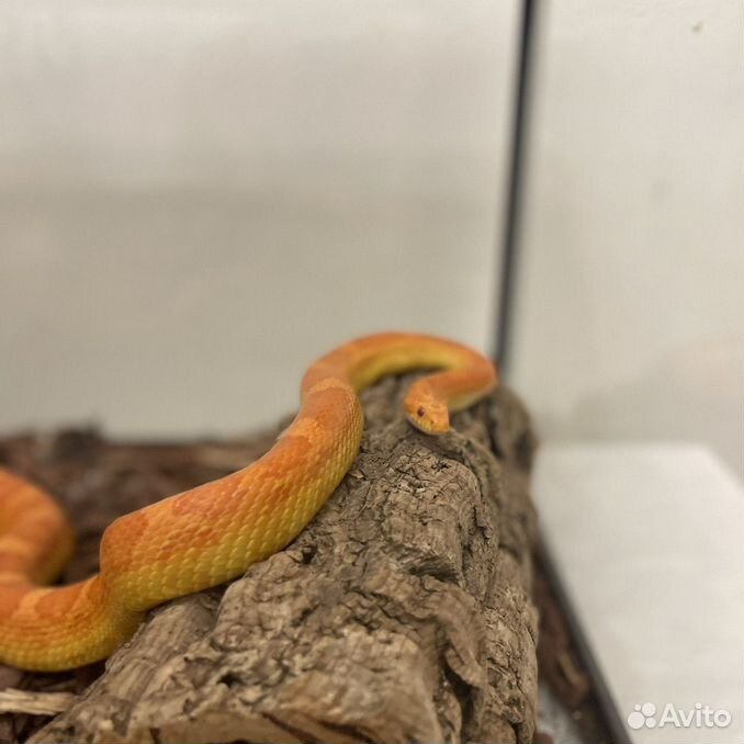 Змея (маисовый полоз)