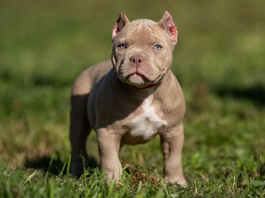Американский булли щенки