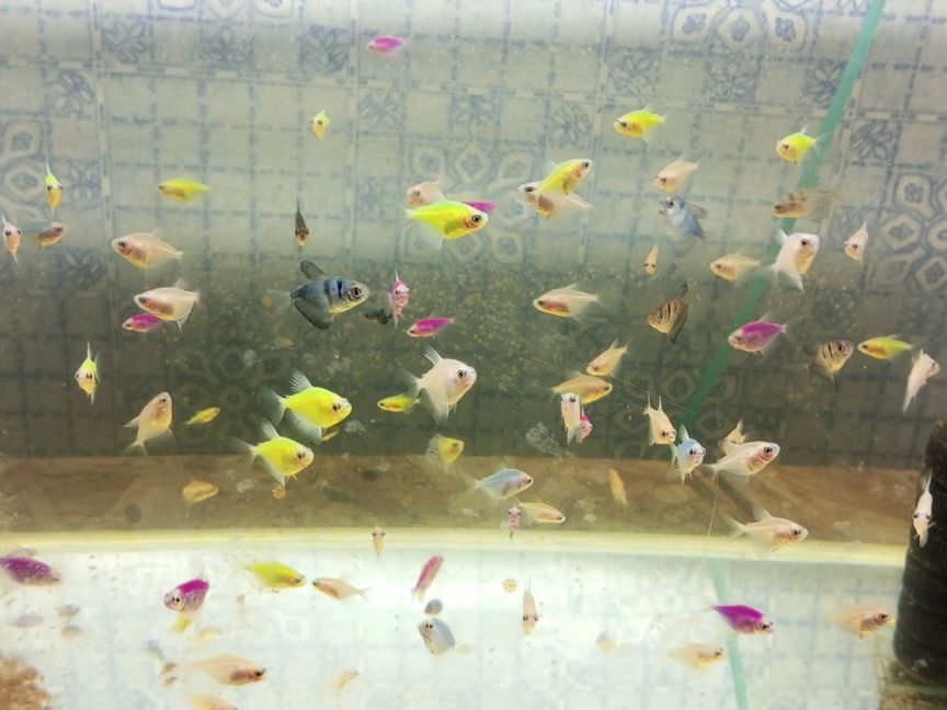 Продаются аквариумные рыбки