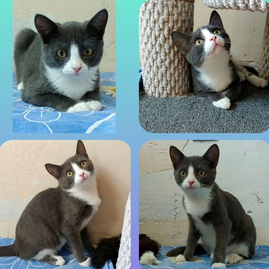 Котенок мальчик