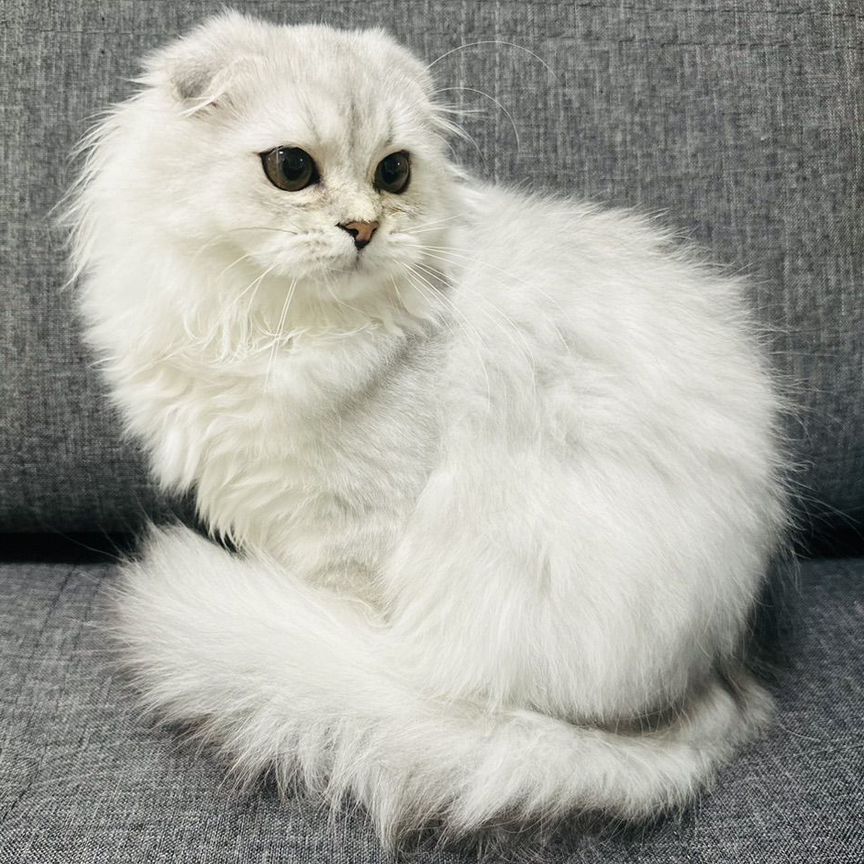 Шотландские котята - девочка фолд