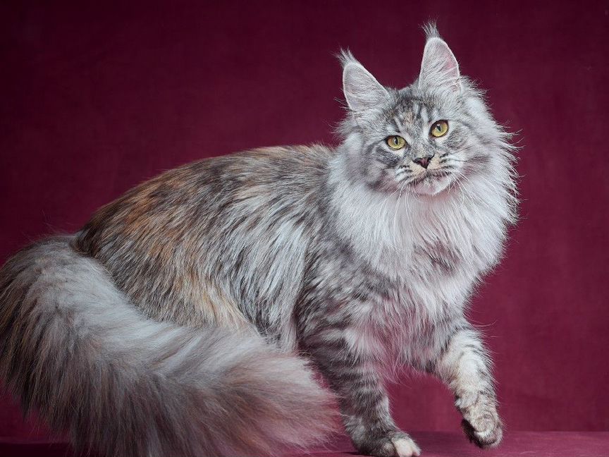 Серебряные любимцы. Котята Мейн Кун