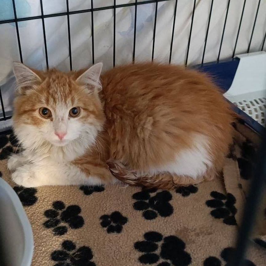 Котёнок в добрые руки