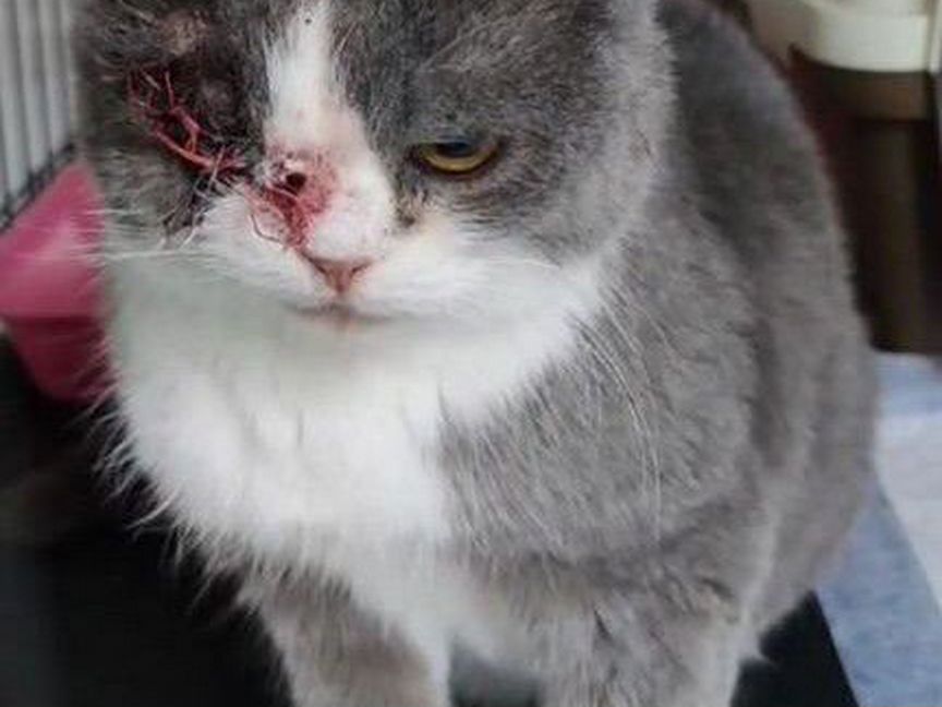 Нашли в лесу выброшенного котика