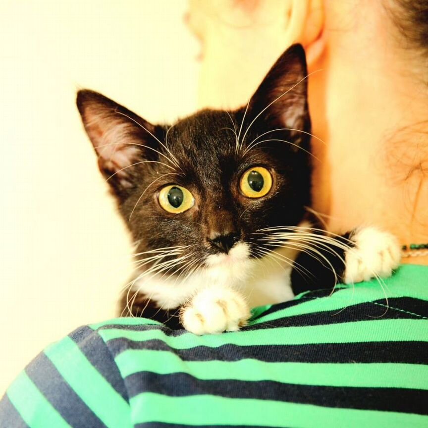 Девочка котенок