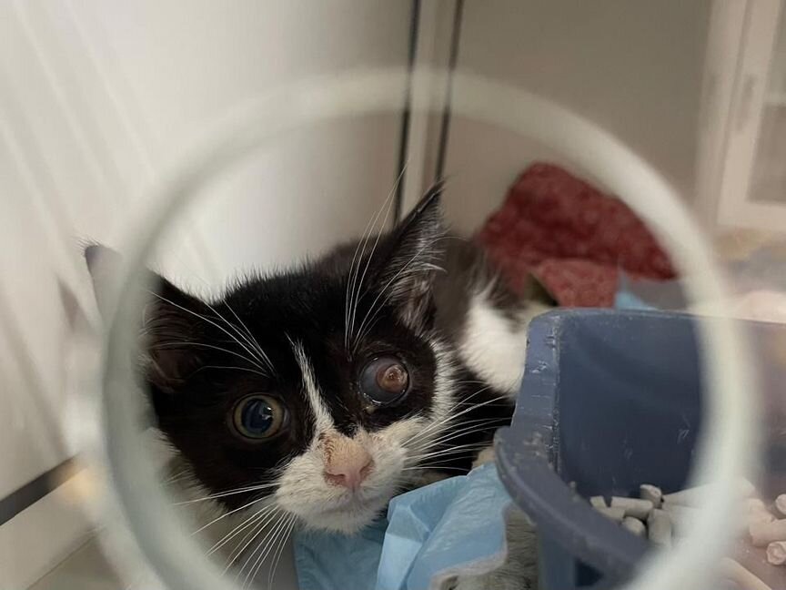 Котенок в добрые руки
