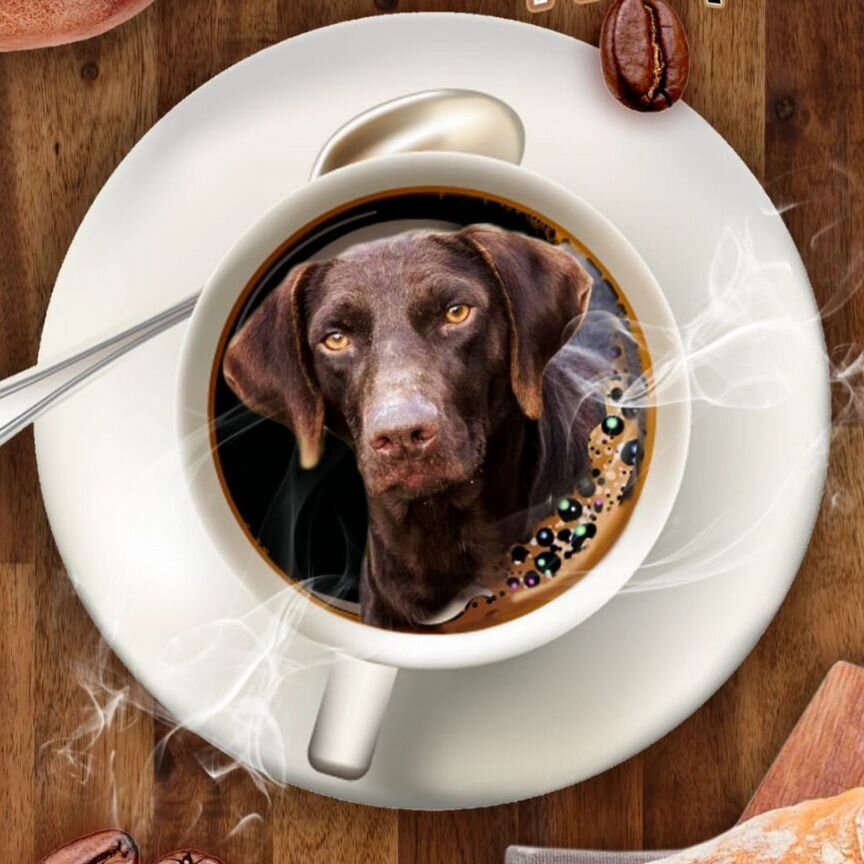 Взрослая собака в добрые руки