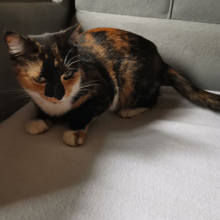 Отдаю кошку в добрые руки