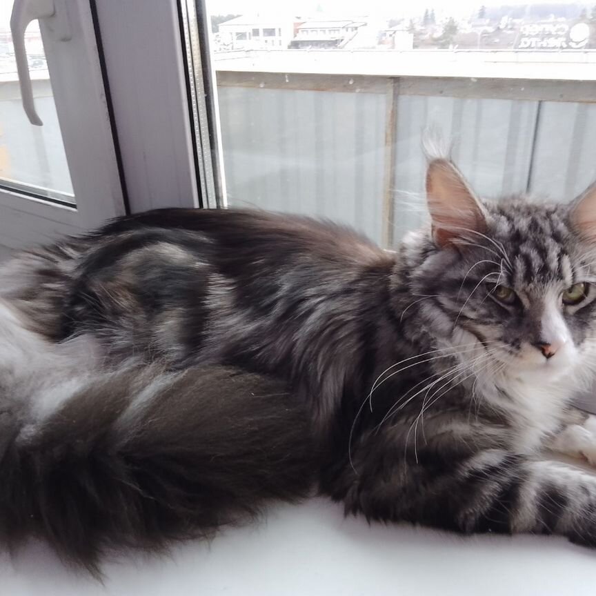 Мейн-кун котёнок