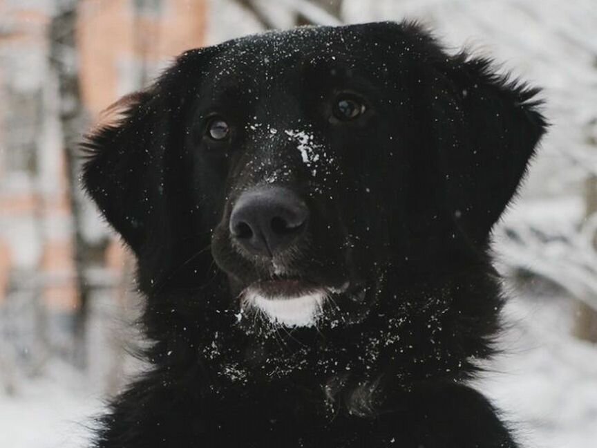 Красавец Клайд: собака из приюта