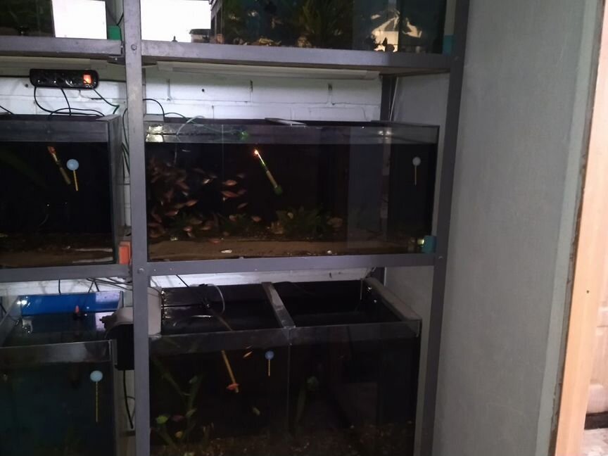 Рыба разводная