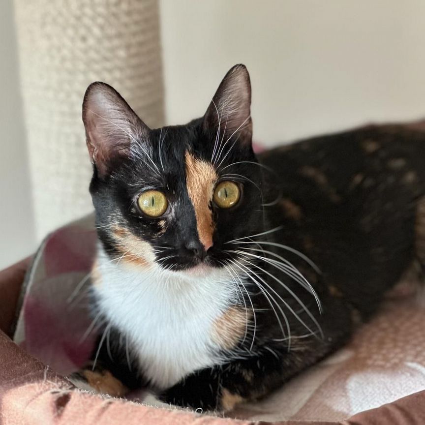 Котенок