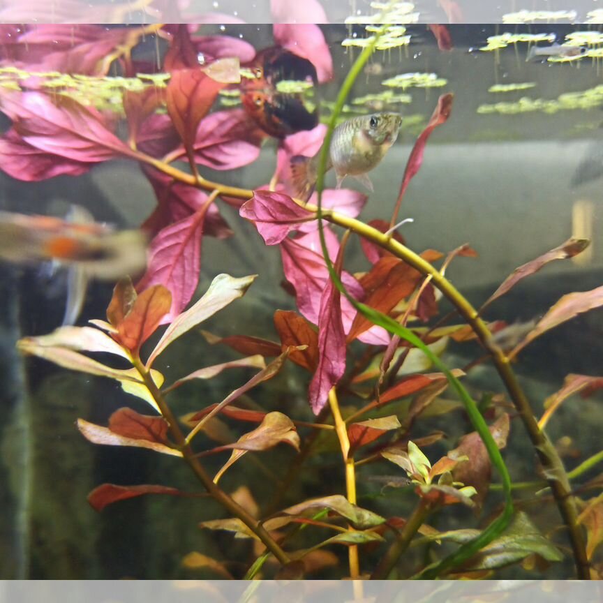 Аквариумные растения