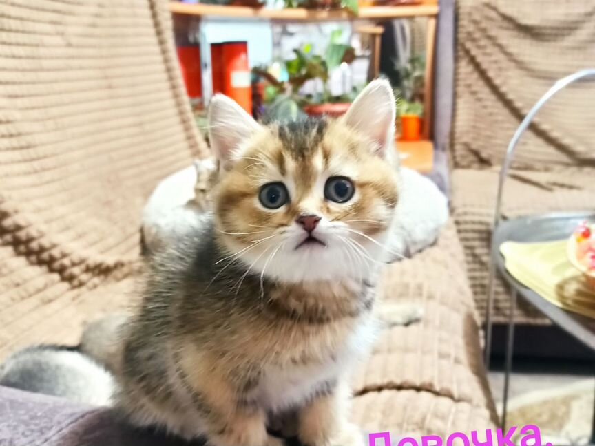 Шотландская