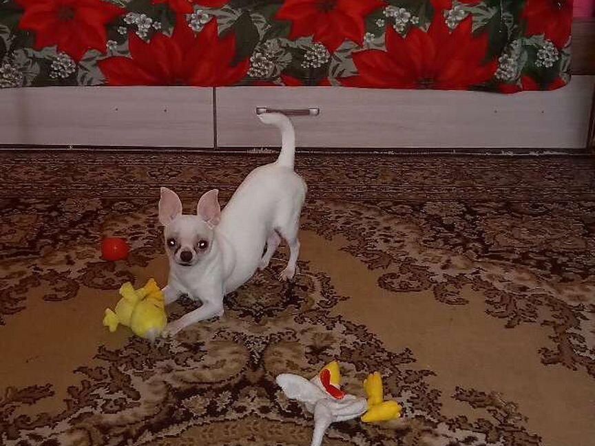 Собака чихуахуа