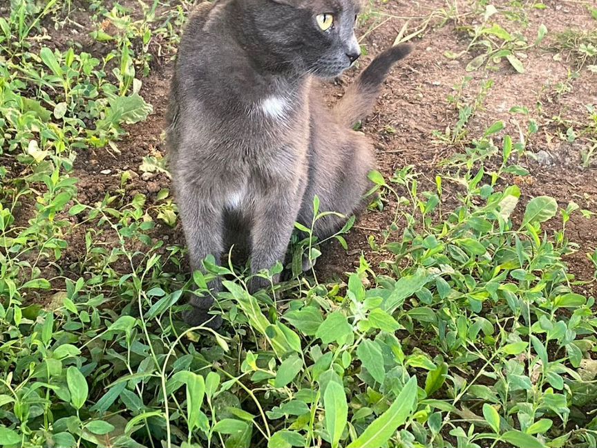 Котята в добрые руки бесплатно