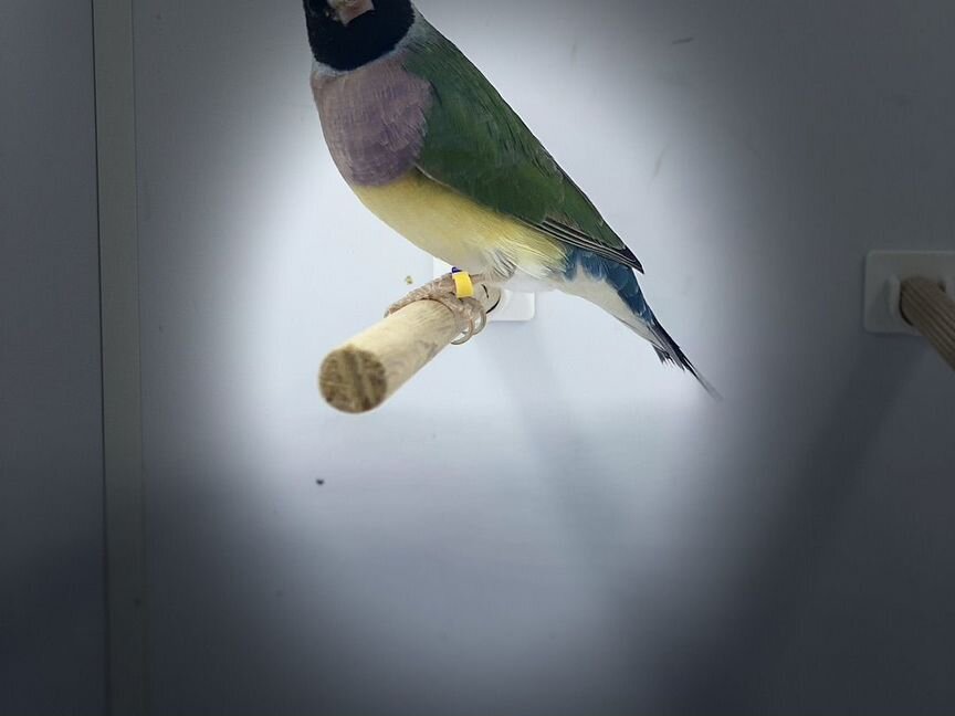 Самка амадины гульда