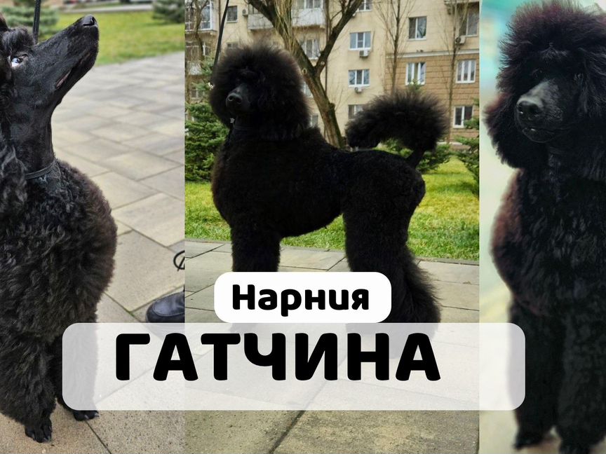 Большой Королевский пудель Гатчина