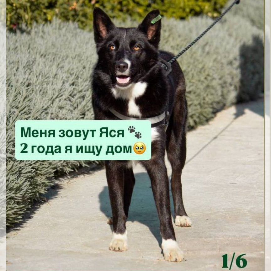 Взрослая собака в добрые руки