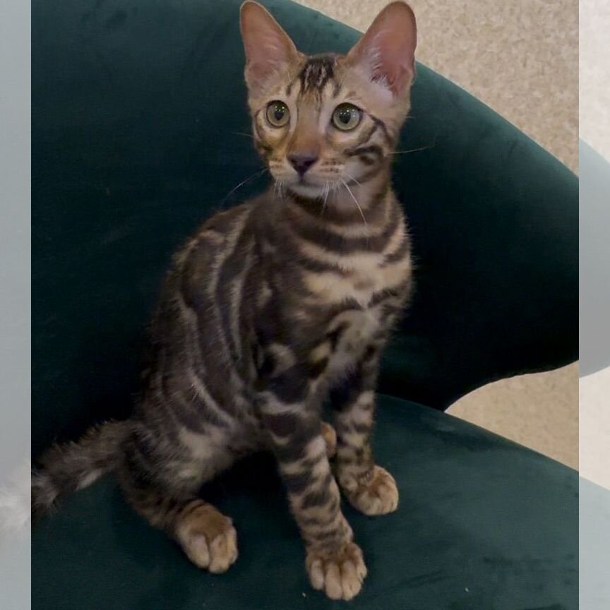 Бенгальские котята