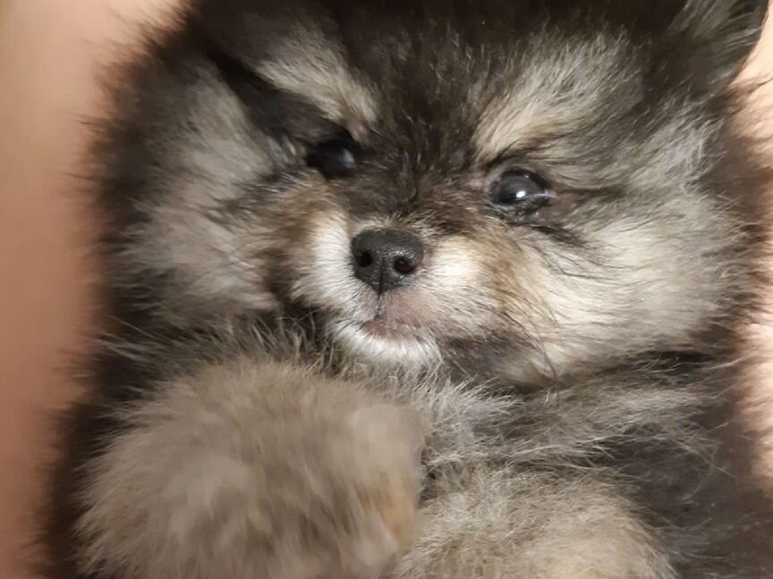 Померанский шпиц щенки