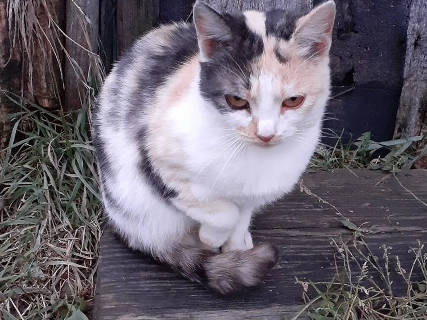 Кошечка в добрые ручки