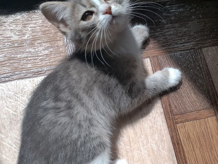 Кошечка
