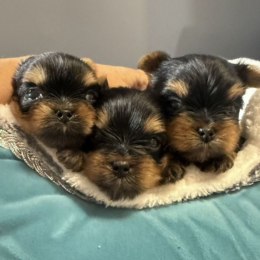 Йоркширский терьер, щенок